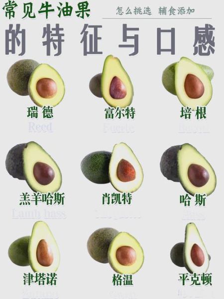 鳄梨怎么吃_鳄梨营养价值高吗-第1张图片-山城妙识 鳄梨怎么吃_鳄梨营养价值高吗-第1张图片-山城妙识