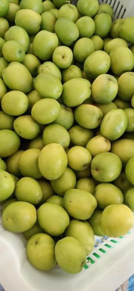 青枣图片大全_青枣品种怎么区分-第1张图片-山城妙识