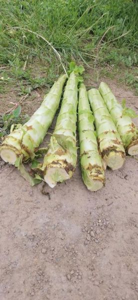 香莴笋的功效与作用_香莴笋怎么吃最营养-第2张图片-山城妙识 香莴笋的功效与作用_香莴笋怎么吃最营养-第2张图片-山城妙识