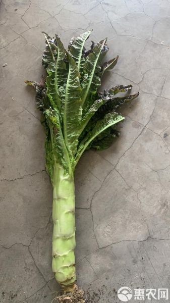 香莴笋的功效与作用_香莴笋怎么吃最营养-第1张图片-山城妙识 香莴笋的功效与作用_香莴笋怎么吃最营养-第1张图片-山城妙识