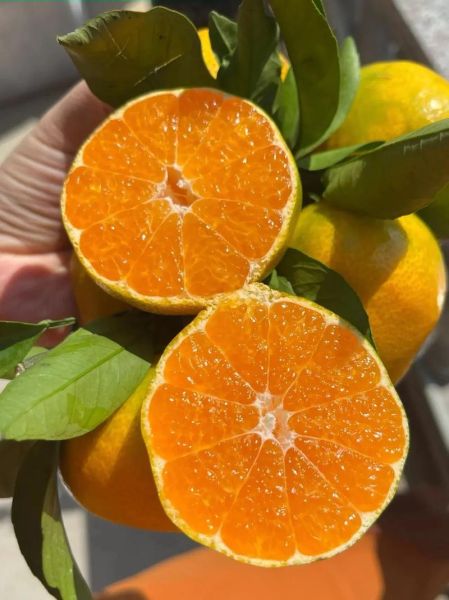 蜜桔图片怎么拍好看_蜜桔图片拍摄技巧-第3张图片-山城妙识