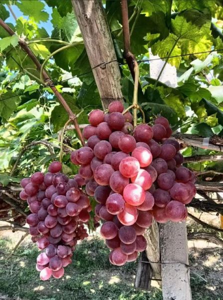 红提子的功效与作用禁忌_孕妇能吃吗-第2张图片-山城妙识 红提子的功效与作用禁忌_孕妇能吃吗-第2张图片-山城妙识