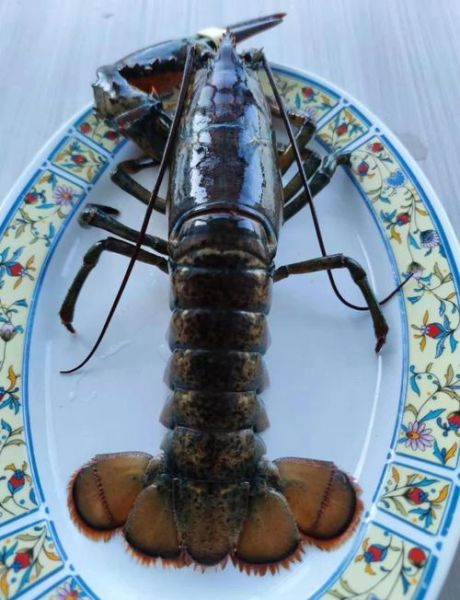 波士顿龙虾粥怎么做_野食小哥做法详解-第1张图片-山城妙识