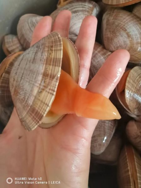 黄蚬子怎么吐沙子干净快_黄蚬子吐沙子最快的方法-第3张图片-山城妙识