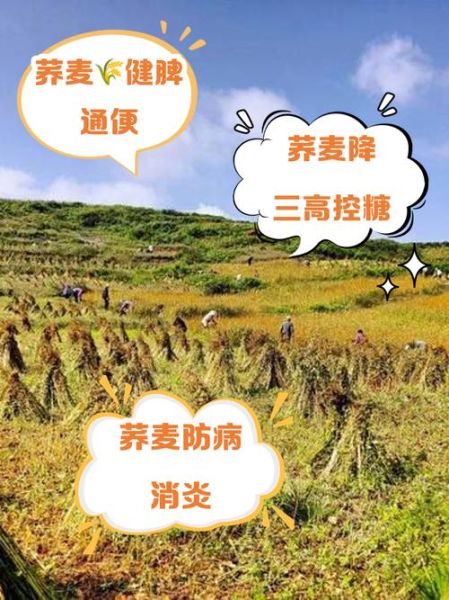 荞麦的功效与作用_荞麦的食用方法与禁忌-第3张图片-山城妙识