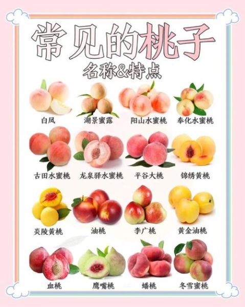 吃桃子可以减肥吗_桃子减肥的正确吃法-第1张图片-山城妙识 吃桃子可以减肥吗_桃子减肥的正确吃法-第1张图片-山城妙识