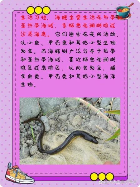 白鳝是海鱼还是淡水鱼_白鳝生长环境揭秘-第3张图片-山城妙识