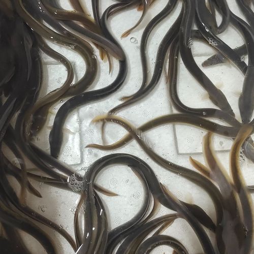 白鳝是海鱼还是淡水鱼_白鳝生长环境揭秘-第2张图片-山城妙识