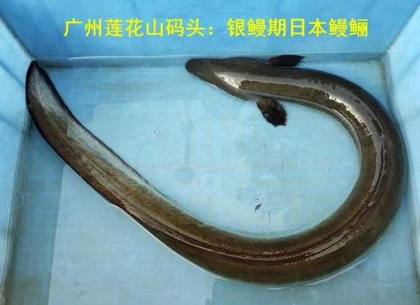 白鳝是海鱼还是淡水鱼_白鳝生长环境揭秘-第1张图片-山城妙识