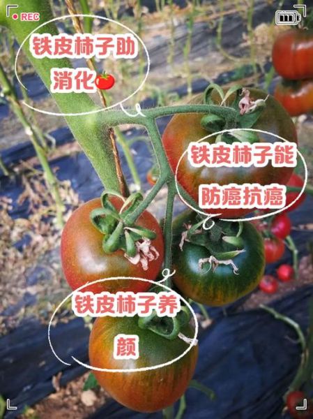 柿子的药用价值有哪些_柿子能治疗什么病-第1张图片-山城妙识 柿子的药用价值有哪些_柿子能治疗什么病-第1张图片-山城妙识