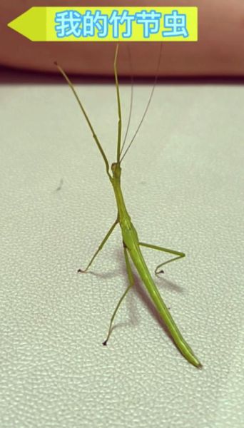 竹节虫目有哪些科_竹节虫目昆虫怎么饲养-第2张图片-山城妙识