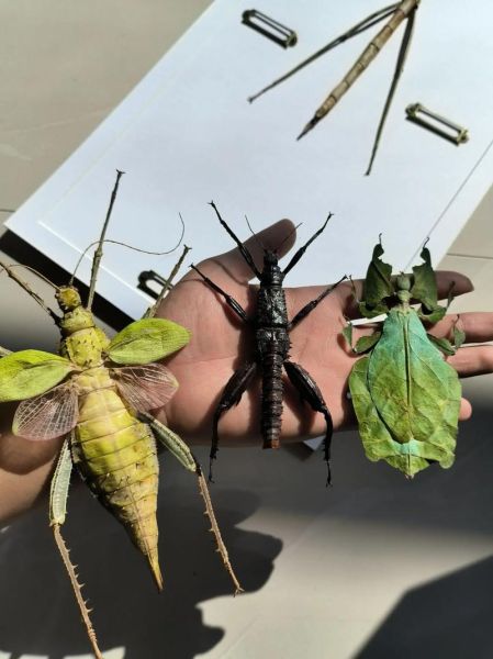 竹节虫目有哪些科_竹节虫目昆虫怎么饲养-第1张图片-山城妙识