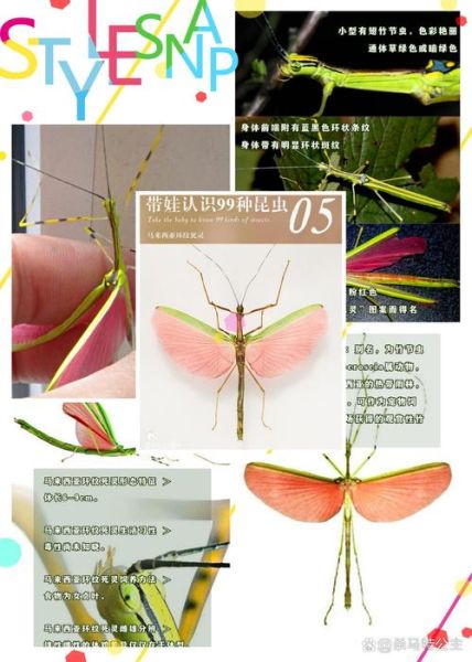 竹节虫目有哪些科_竹节虫目昆虫怎么饲养-第3张图片-山城妙识