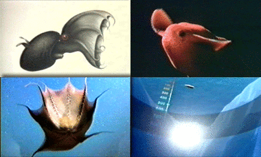 吸血鬼乌贼怎么发光_吸血鬼乌贼有毒吗-第2张图片-山城妙识