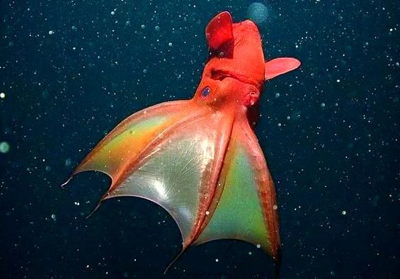 吸血鬼乌贼怎么发光_吸血鬼乌贼有毒吗-第3张图片-山城妙识