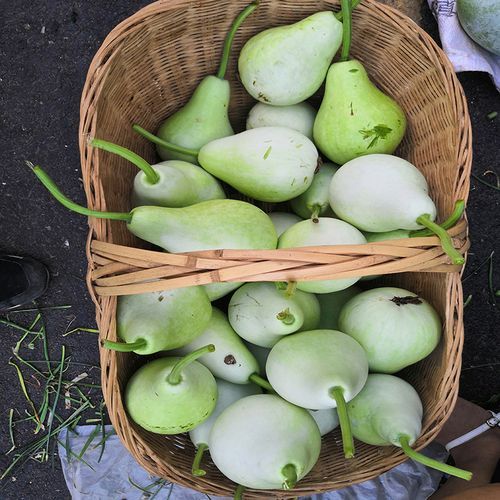 瓠子图片长什么样_如何挑选新鲜瓠子-第1张图片-山城妙识 瓠子图片长什么样_如何挑选新鲜瓠子-第1张图片-山城妙识