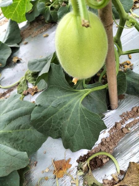 伊丽莎白瓜怎么挑_伊丽莎白瓜挑选技巧-第3张图片-山城妙识