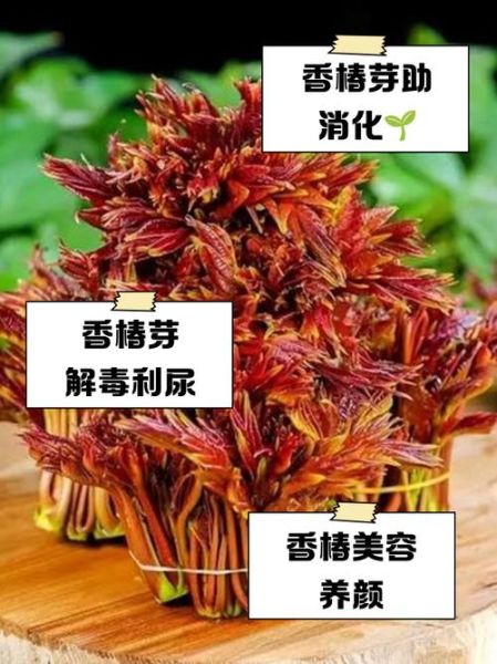 香椿的功效与作用及禁忌_哪些人不能吃-第2张图片-山城妙识