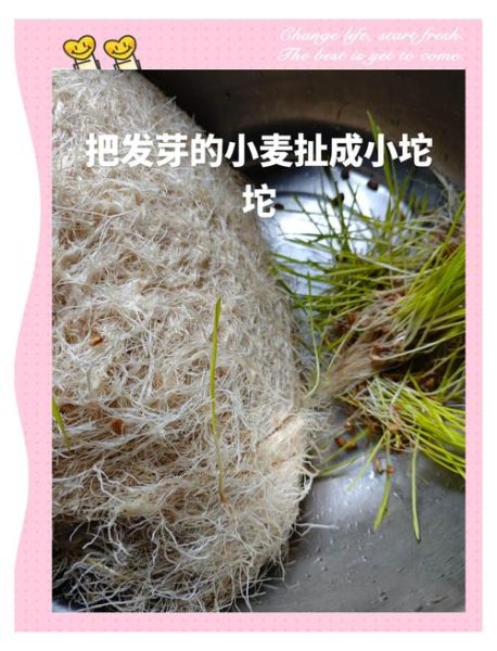 麦芽糖点心做法大全_麦芽糖可以做什么甜品-第1张图片-山城妙识