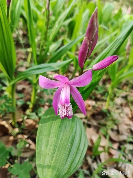白芨图片长什么样_如何辨别真假白芨-第3张图片-山城妙识