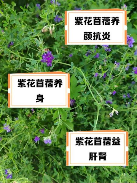 苜蓿草是什么草_苜蓿草和紫花苜蓿的区别-第2张图片-山城妙识 苜蓿草是什么草_苜蓿草和紫花苜蓿的区别-第2张图片-山城妙识