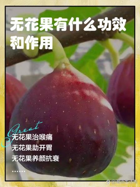 无花果的药用价值有哪些_无花果的营养价值高吗-第1张图片-山城妙识 无花果的药用价值有哪些_无花果的营养价值高吗-第1张图片-山城妙识