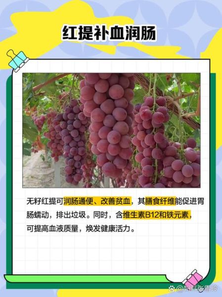 无籽红提的营养价值_无籽红提的功效与作用-第1张图片-山城妙识 无籽红提的营养价值_无籽红提的功效与作用-第1张图片-山城妙识