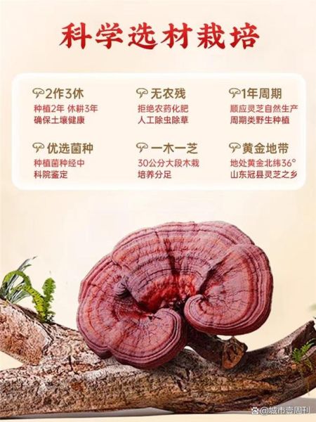 灵芝孢子粉多少钱一斤_灵芝孢子粉价格差异原因-第2张图片-山城妙识