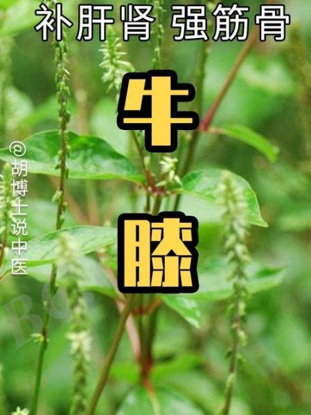 牛膝圆是哪个部位_牛膝圆的功效与作用-第3张图片-山城妙识 牛膝圆是哪个部位_牛膝圆的功效与作用-第3张图片-山城妙识