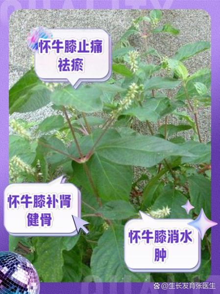 牛膝圆是哪个部位_牛膝圆的功效与作用-第1张图片-山城妙识 牛膝圆是哪个部位_牛膝圆的功效与作用-第1张图片-山城妙识