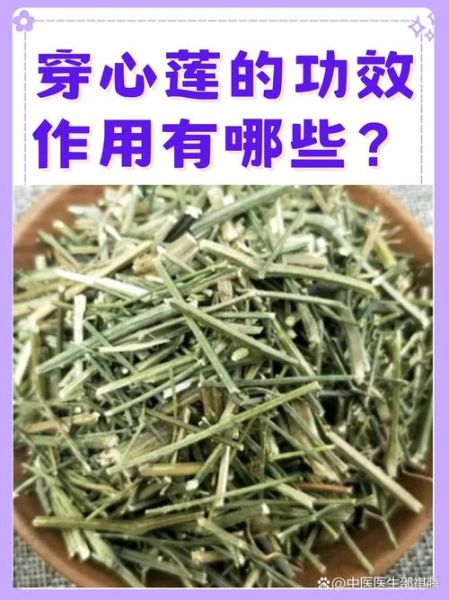 穿心莲图片长什么样_穿心莲的功效与作用有哪些-第1张图片-山城妙识