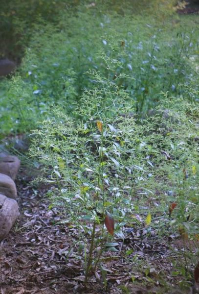 穿心莲图片长什么样_穿心莲的功效与作用有哪些-第2张图片-山城妙识