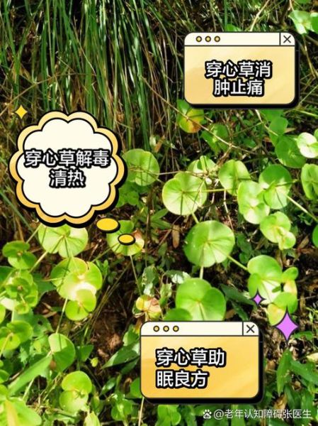 穿心莲图片长什么样_穿心莲的功效与作用有哪些-第3张图片-山城妙识