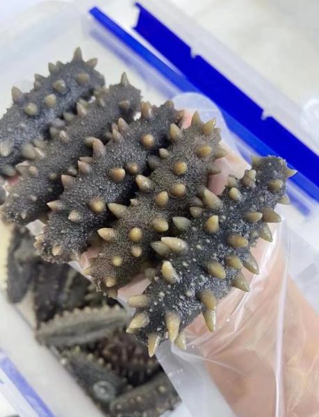 半干海参怎么泡发_半干海参泡发多久-第3张图片-山城妙识