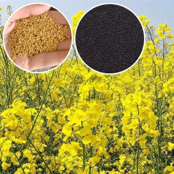 油菜籽什么时候播种_最佳播种时间-第3张图片-山城妙识 油菜籽什么时候播种_最佳播种时间-第3张图片-山城妙识