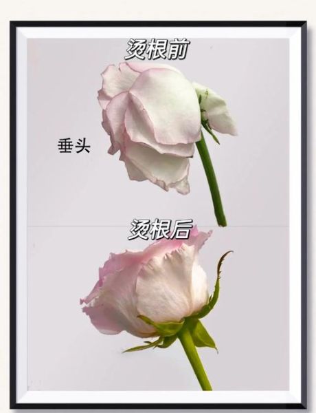玫瑰花怎么养才不会枯萎_玫瑰枯萎原因及解决方法-第1张图片-山城妙识