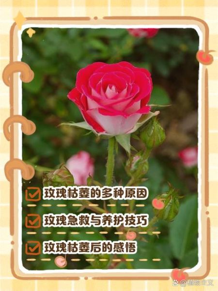 玫瑰花怎么养才不会枯萎_玫瑰枯萎原因及解决方法-第2张图片-山城妙识