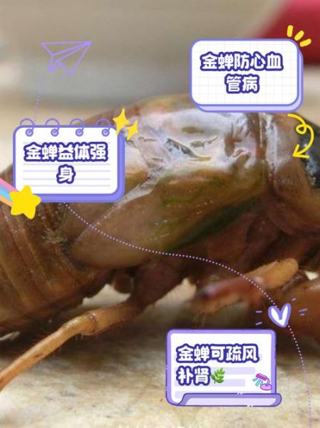 女人吃知了猴的功效与作用_知了猴对女人有什么好处-第2张图片-山城妙识 女人吃知了猴的功效与作用_知了猴对女人有什么好处-第2张图片-山城妙识