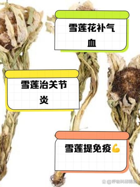 雪莲花泡水喝的禁忌_哪些人不能喝-第3张图片-山城妙识 雪莲花泡水喝的禁忌_哪些人不能喝-第3张图片-山城妙识
