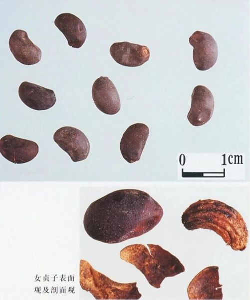 女贞子图片长什么样_如何辨别真假女贞子-第2张图片-山城妙识 女贞子图片长什么样_如何辨别真假女贞子-第2张图片-山城妙识