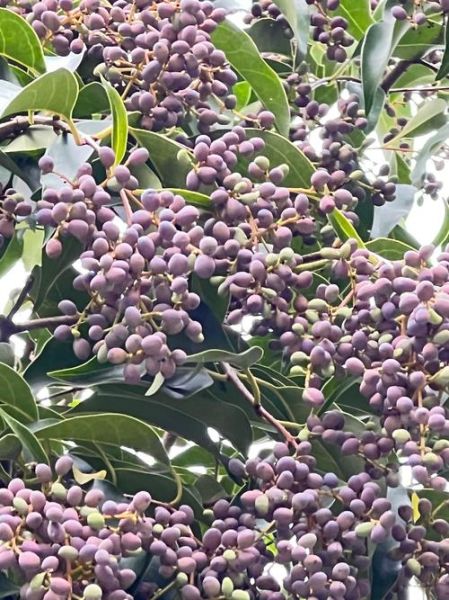 女贞子图片长什么样_如何辨别真假女贞子-第1张图片-山城妙识 女贞子图片长什么样_如何辨别真假女贞子-第1张图片-山城妙识