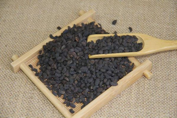 女贞子图片长什么样_如何辨别真假女贞子-第3张图片-山城妙识 女贞子图片长什么样_如何辨别真假女贞子-第3张图片-山城妙识