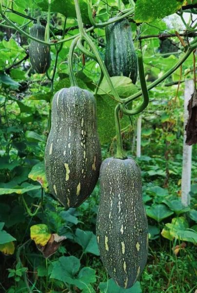 长南瓜图片大全_长南瓜品种有哪些-第1张图片-山城妙识