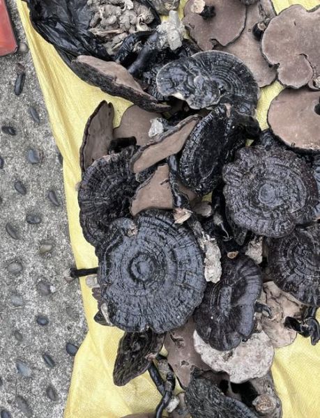 灵芝菇图片_如何辨别真假-第2张图片-山城妙识