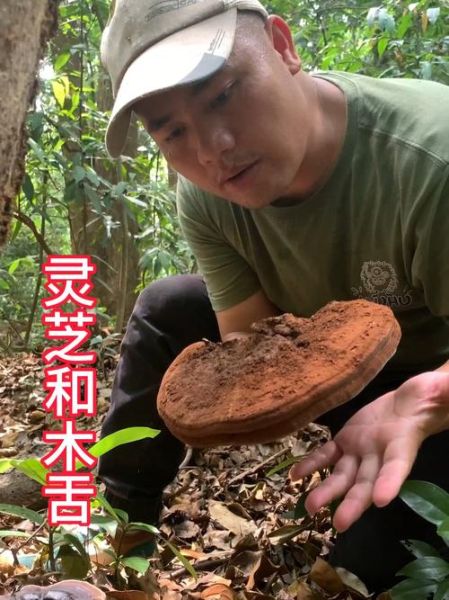 灵芝菇图片_如何辨别真假-第1张图片-山城妙识