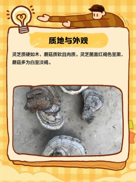 灵芝菇图片_如何辨别真假-第3张图片-山城妙识