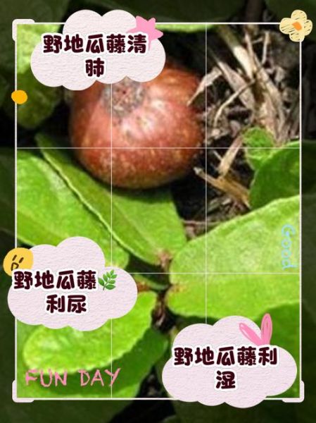 野地瓜学名是什么_野地瓜药用价值有哪些-第1张图片-山城妙识 野地瓜学名是什么_野地瓜药用价值有哪些-第1张图片-山城妙识