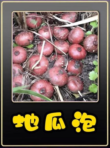 野地瓜学名是什么_野地瓜药用价值有哪些-第3张图片-山城妙识 野地瓜学名是什么_野地瓜药用价值有哪些-第3张图片-山城妙识