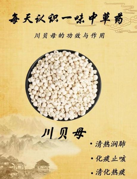 川贝粉哪些人不能吃_川贝粉禁忌人群-第3张图片-山城妙识 川贝粉哪些人不能吃_川贝粉禁忌人群-第3张图片-山城妙识