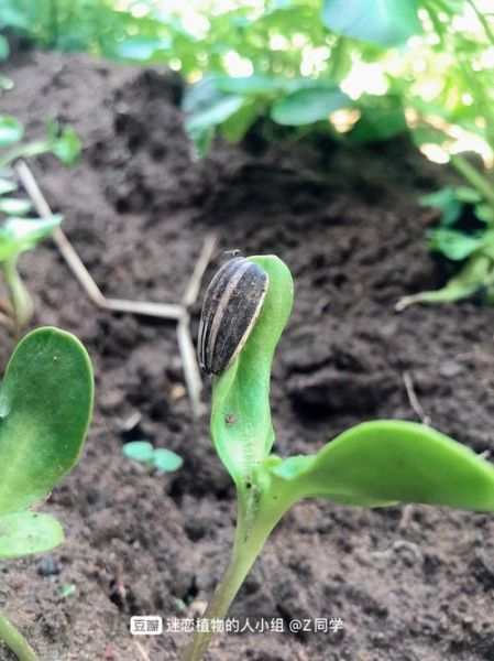 向日葵app下载汅api免费卐_如何安全获取最新版-第3张图片-山城妙识 向日葵app下载汅api免费卐_如何安全获取最新版-第3张图片-山城妙识